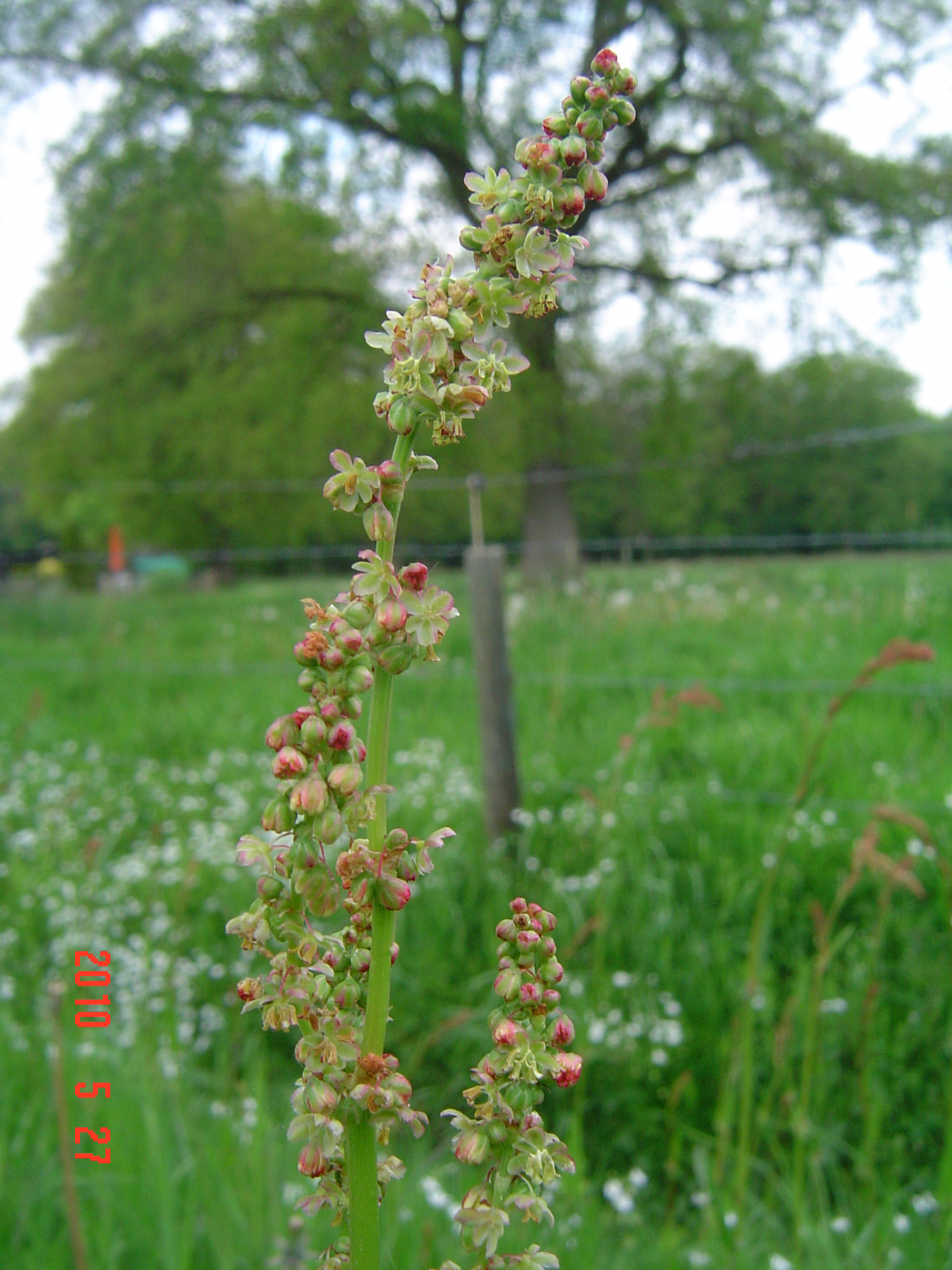 für alle, die sich über den Pollen- und Sporenflug informieren wollen;