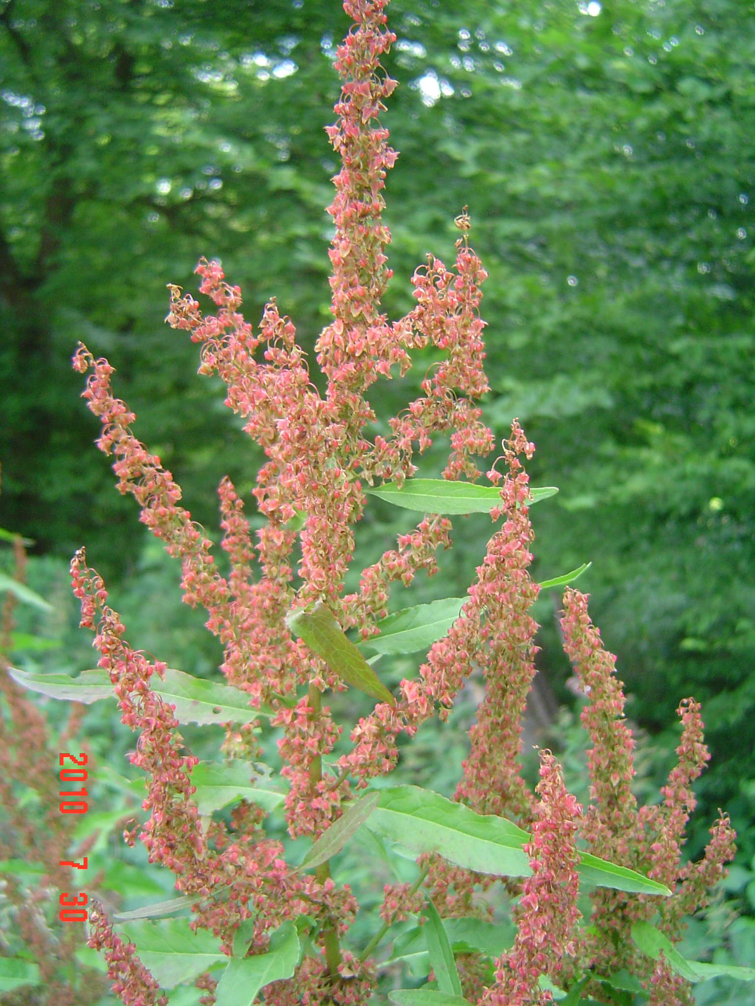 für alle, die sich über den Pollen- und Sporenflug informieren wollen;