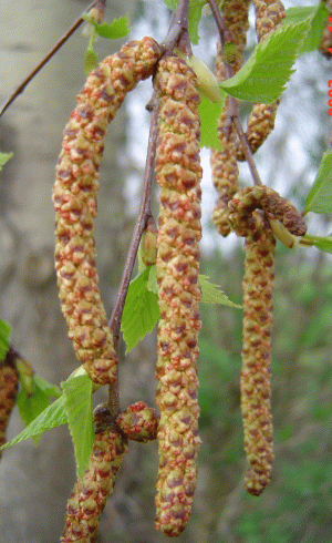 für alle, die sich über den Pollenflug und Sporenflug informieren wollen;