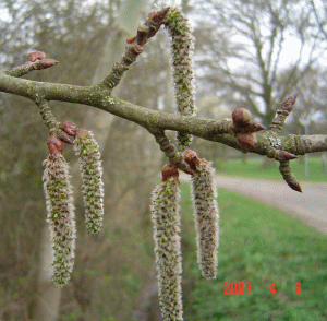 für alle, die sich über den Pollen- und Sporenflug informieren wollen;
