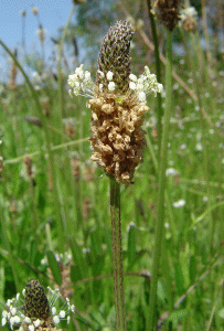 für alle, die sich über den Pollen- und Sporenflug informieren wollen;